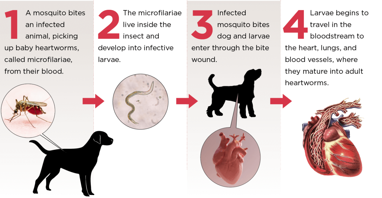 Protect Against Parasites with NexGard (afoxolaner) Chewables and ...
